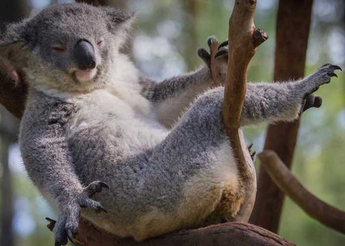 Australia: ONG anuncia que los koalas están Australia: ONG anuncia que los koalas están