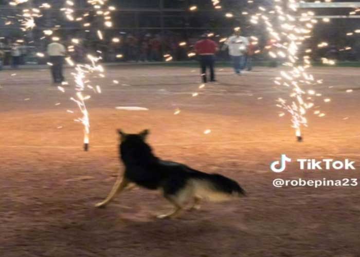 ¡Guau! Perrito se viraliza por defender a Jesucristo durante vía crucis ... ¡Guau! Perrito se viraliza por defender a Jesucristo durante vía crucis ...